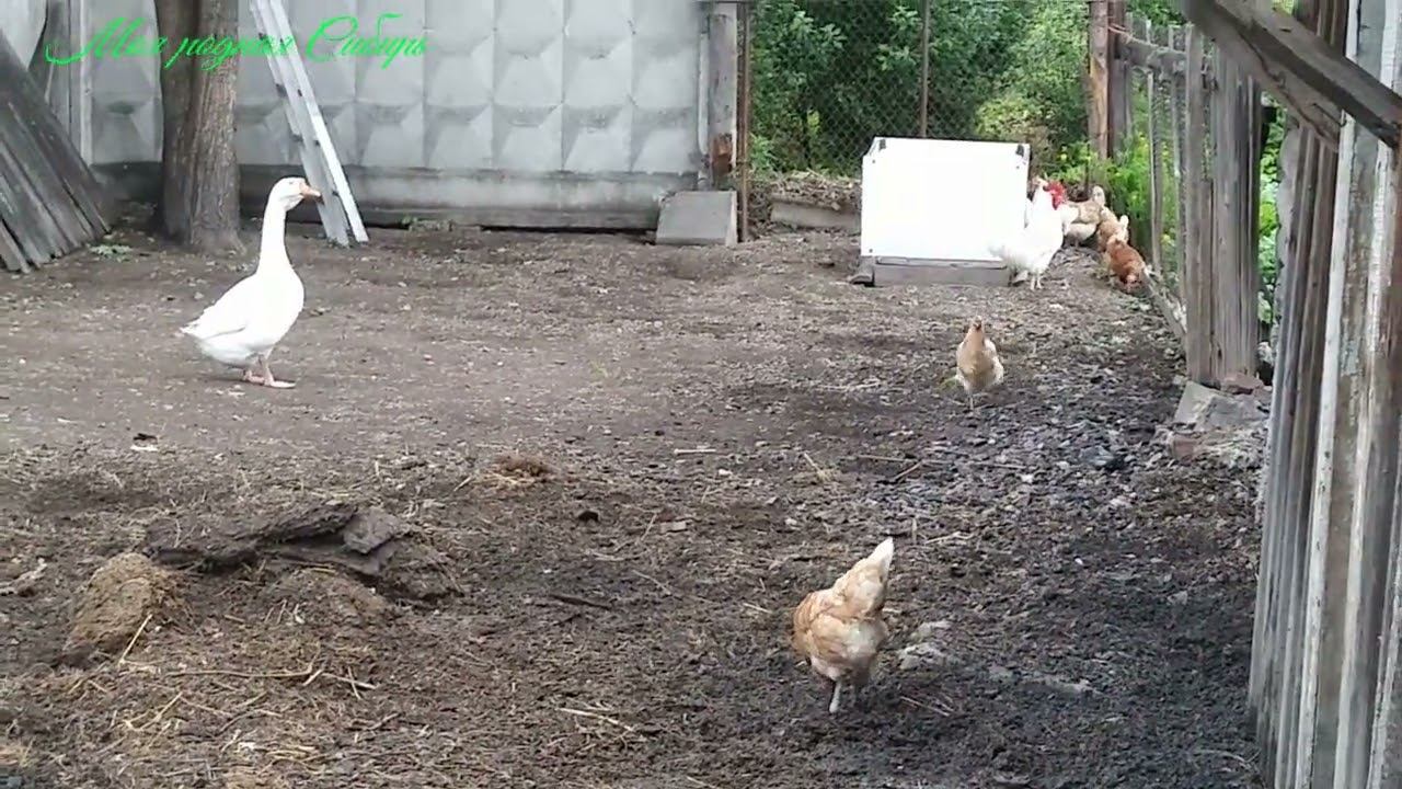 Куры во дворе. Дубы растут! Налетел шумный дождь!