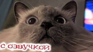 приколы с котами! смешные животные с озвучкой! 8 минут смеха