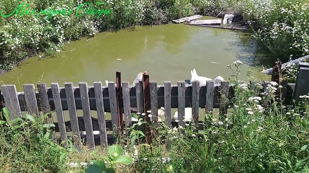 Грозный гусак Стёпка охраняет свою гусиную семью.