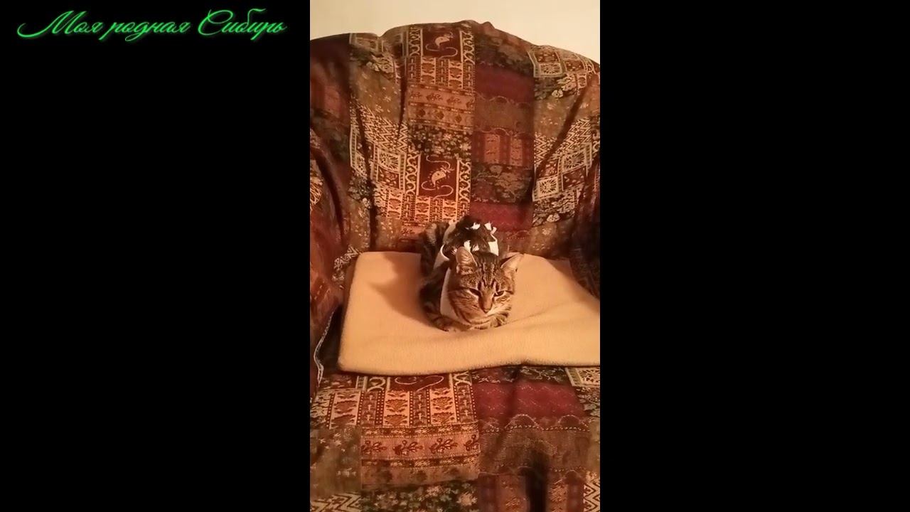 Кошечка наша - красавица.#shorts