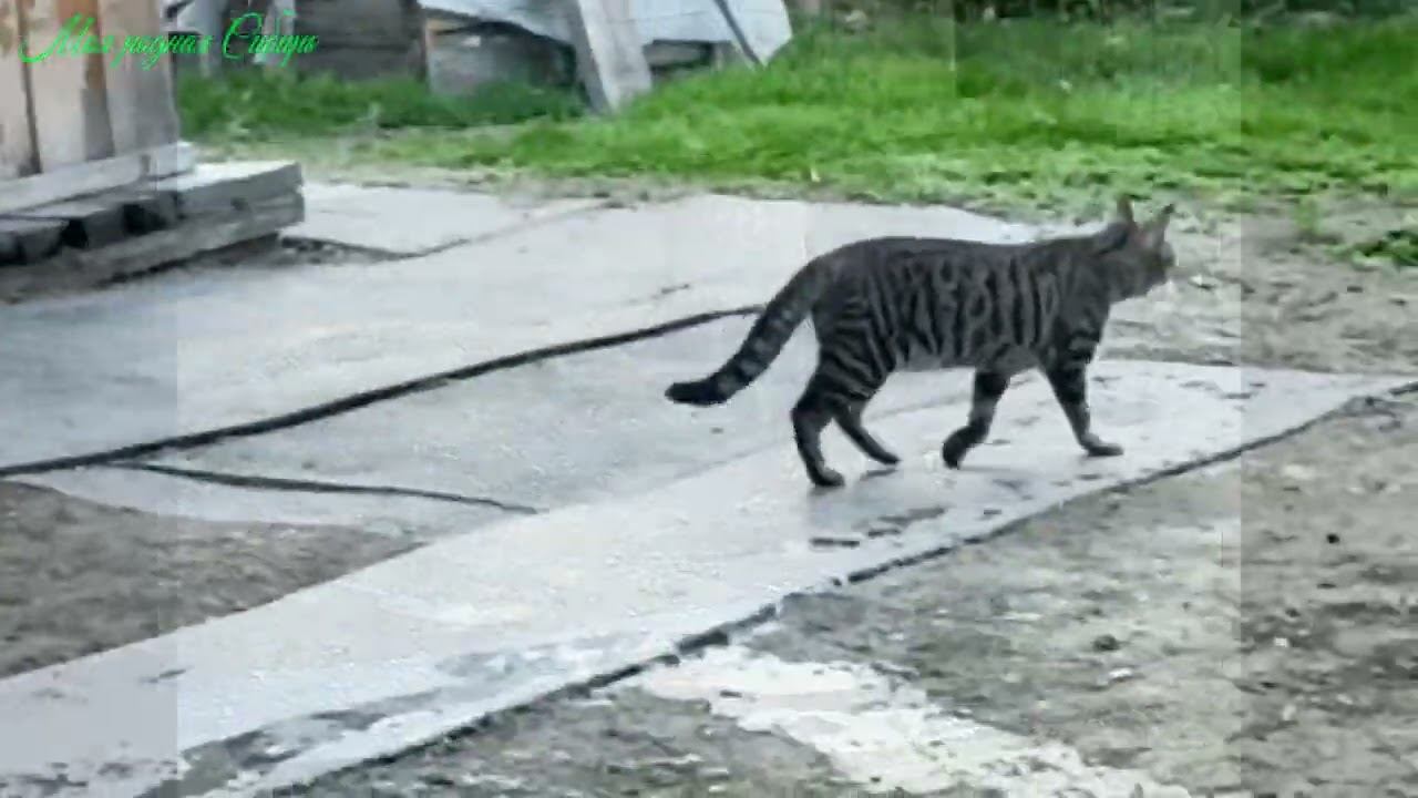 В деревне для кошечки раздолье!