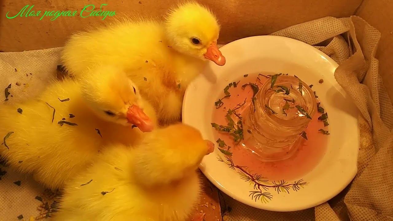 Очень спокойные гусятки у Серой гусыни!