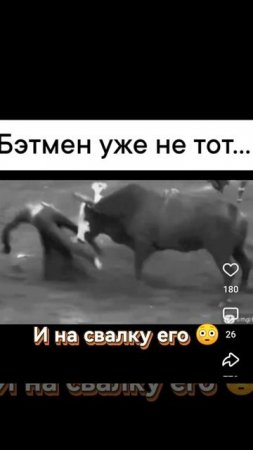 Бык забодал человека в костюме Бэтмэн