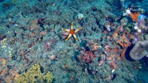 Diving Experience in Bias Tugel, Padangbai