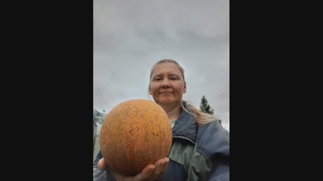 Дыня. Выращивание и уход. От семечки до уборки урожая.