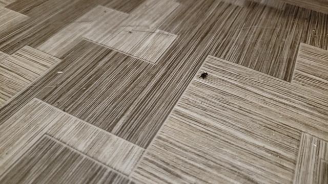 Охота на клещей (второй клещ)19-04-2025