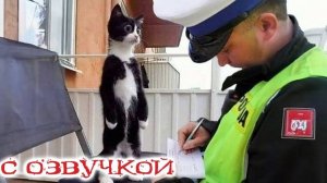 приколы с котами! смешные коты и собаки! с озвучкой! смешные животные