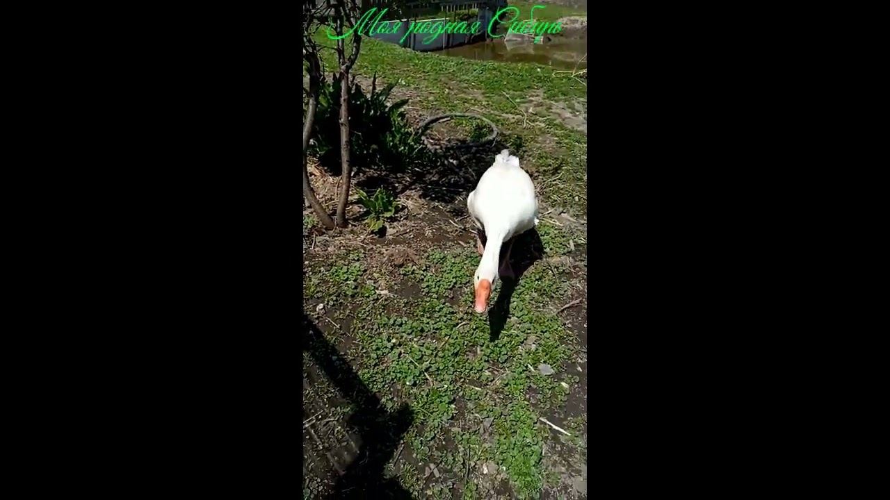 Наш Добрыня всех гусей гоняет!