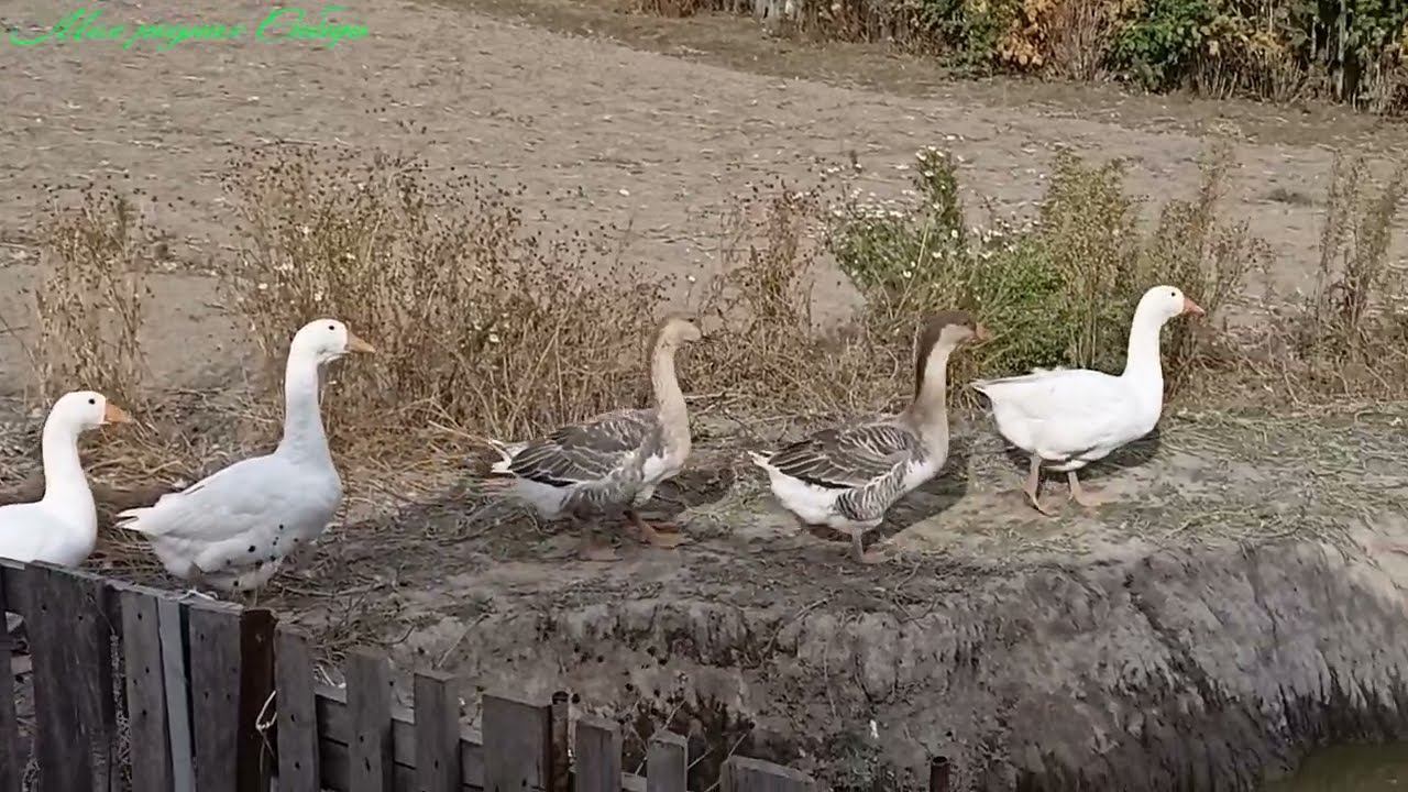 Спокойное утро у гусей.