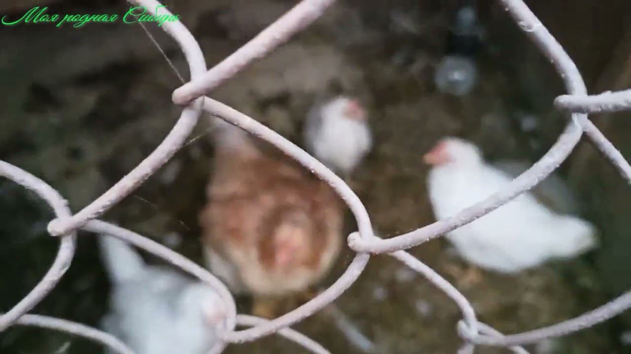 На улице снег и холод, а цыплята в клетке на улице.