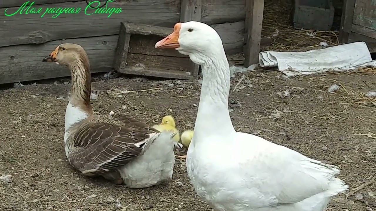 Маленькие гусята гуляют с родителями.  Дождь начался. живём в деревне.