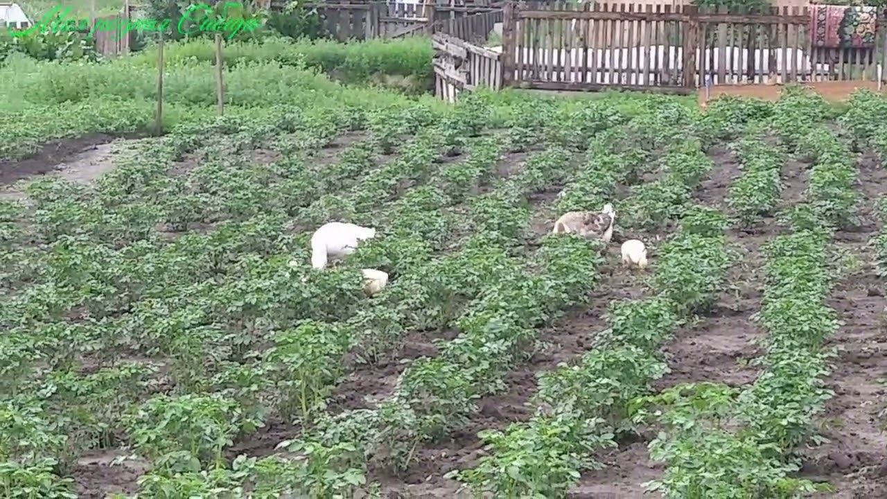 Две гусиные семьи живут у нас.