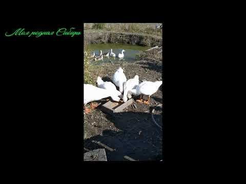 Стёпкин характер.