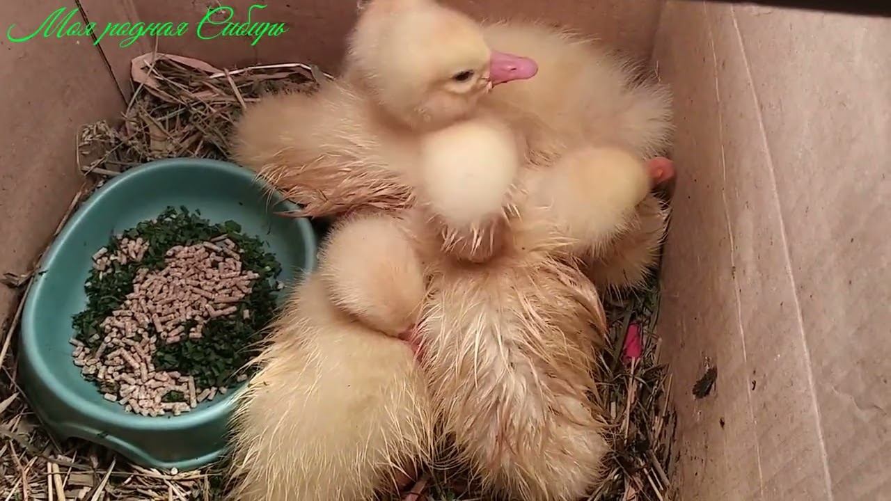 Степкины гусята - целая банда растет!