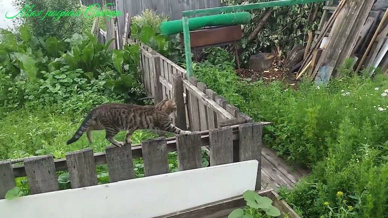 Гусак водит своих гусят где можно и где не можно!