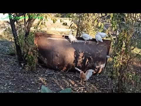 Гуси, куры, коровы... живём в деревне.