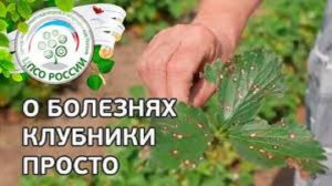 БОЛЕЗНИ И ВРЕДИТЕЛИ КЛУБНИКИ, ПРОФИЛАКТИКА ДИАГНОСТИКА ВСЕ В ОДНОМ ВИДЕО