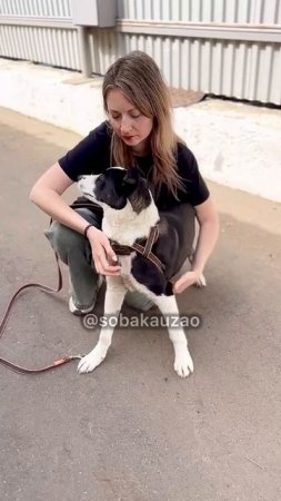 Маленький Макс из приюта ищет хозяев