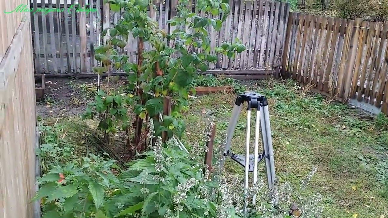 Гуси гуляют и купаются перед зимой.