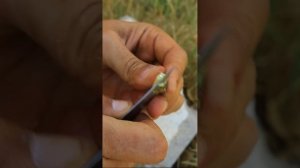 فن ودقة تطعيم جميع الاشجار احدث الطرق اا ابداع اا Graft of trees