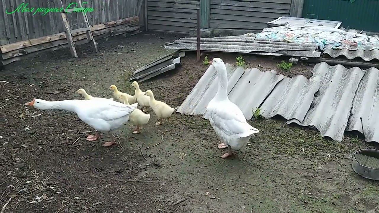 Гуси поели и пошли выгуливать своих гусят с утра.