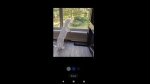 Google Pixel 8 Pro Photo Magic Editor