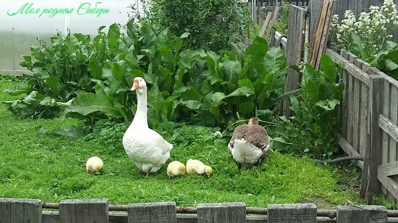 Послушные детки у Серой гусыни.