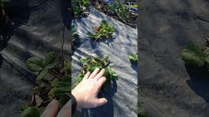 19.04.25 однорядка для клубники