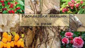 Распаковка ремонтантной малины 3х сортов, 1 розы Лоран Каброль (Laurent Cabrol) и еще кое что.