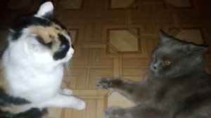Ночной бойцовский клуб или Операция "Мяу"