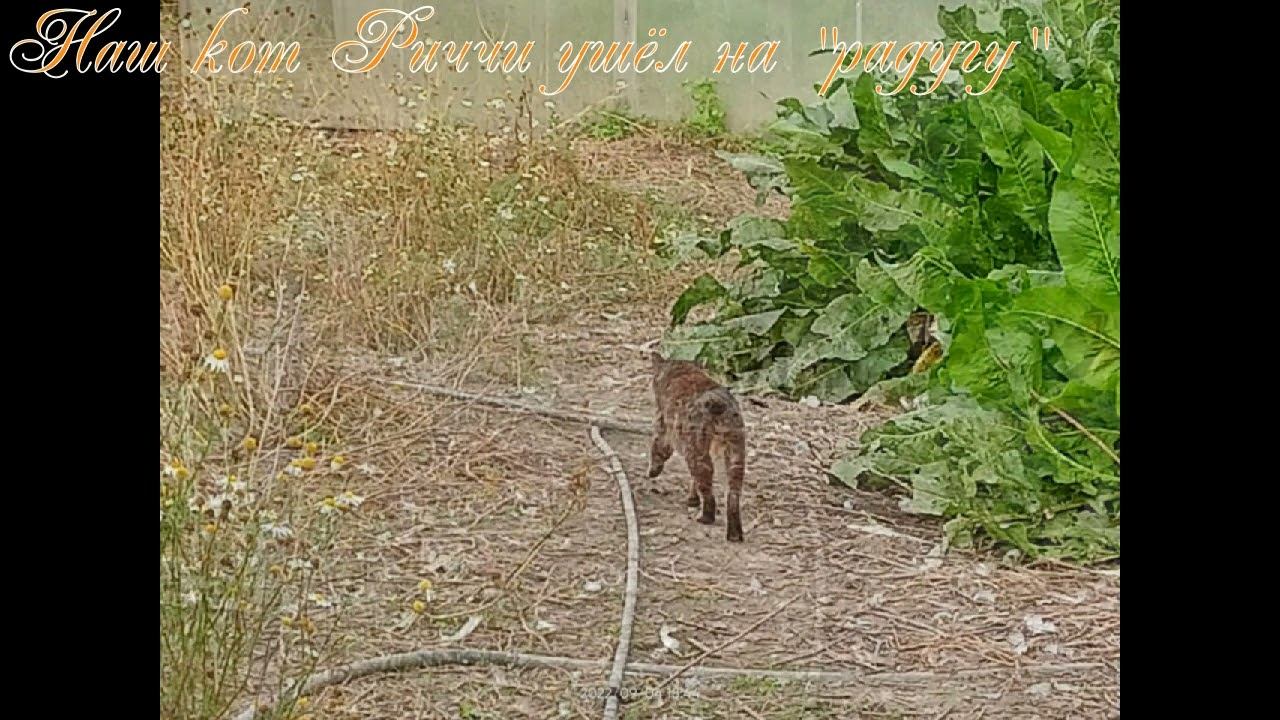 Наш кот Риччи ушёл на "радугу"