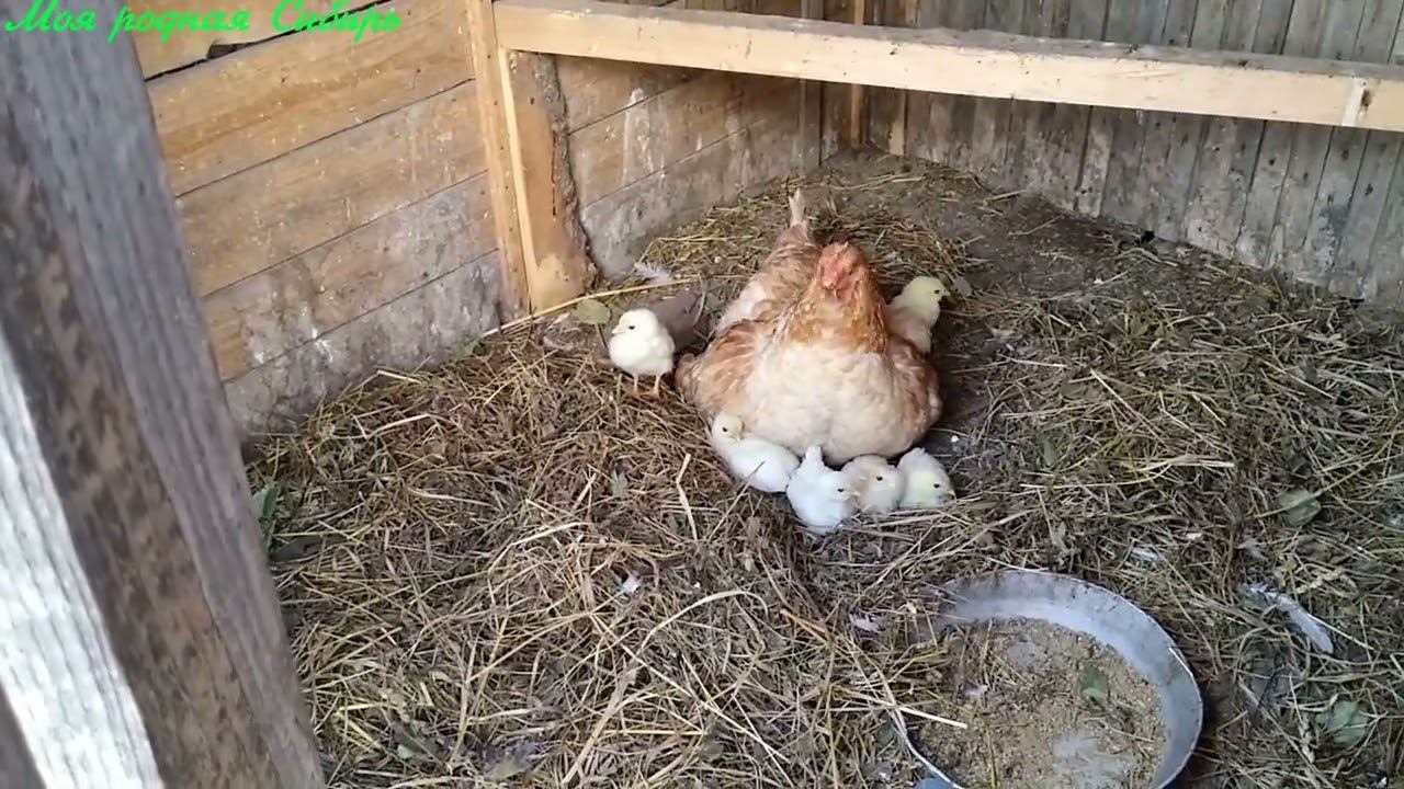 Наша дорога.  И у нас снова маленькие цыплятки появились!