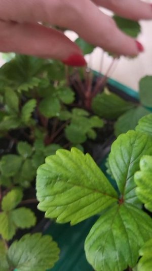 Земляника из семян🍓