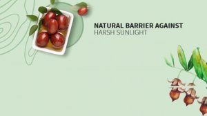 Jojoba oil for your skin repair