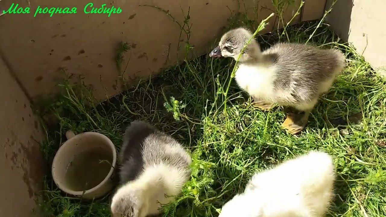 Малыши все в сборе, и цыплятки, и гусятки.