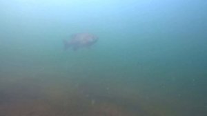 Scuba Diving in Franklin Lake, Forest County, WI