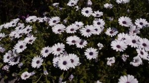 Kapmargeriten (Osteospermum)