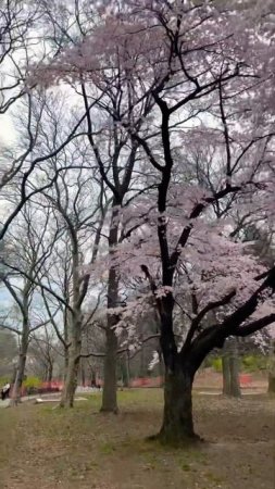 Beautiful Pink trees in Riverside Park NYC #pink #trees #spring #nyc