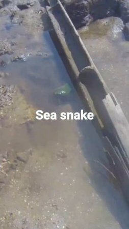 Sea Snake