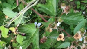 Mûre des jardins ou Ronce  'Rubus fruticosus'  ce sera bon en plus.
