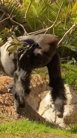 Big Boy Kelly the Gorilla