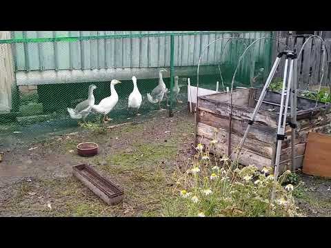 Все гуси гуляют в огороде.  Пошёл проливной дождь!