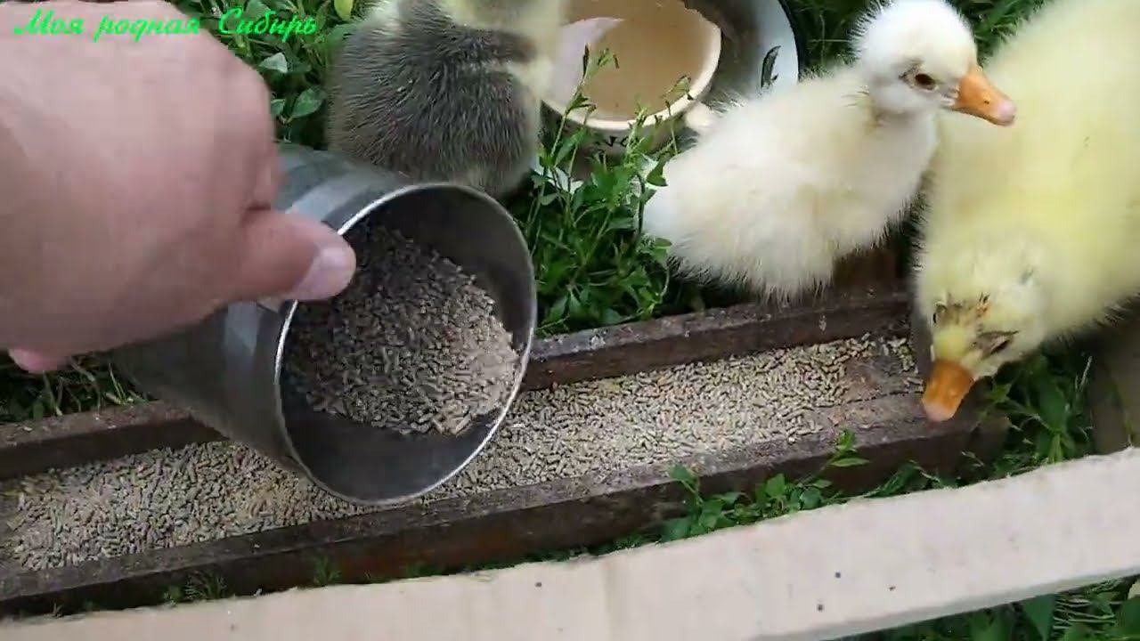 Утро.  Цыплята ходят по забору. У нас отключили свет, что делать с инкубаторами?