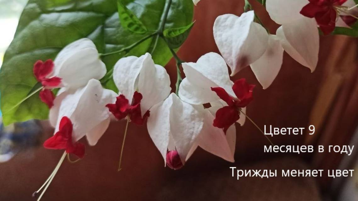 Клеродендрум Томпсона — украшение любого интерьера