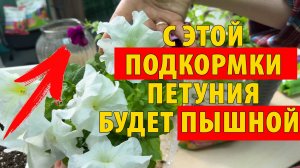 Просто попробуйте ЭТО! Натуральная подкормка, от которой петунии будут пышными красавицами