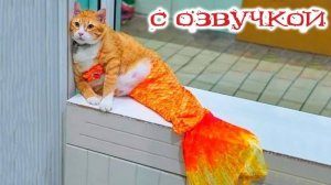 приколы с котами! - с озвучкой! самые смешные коты! смешные животные! до слёз
