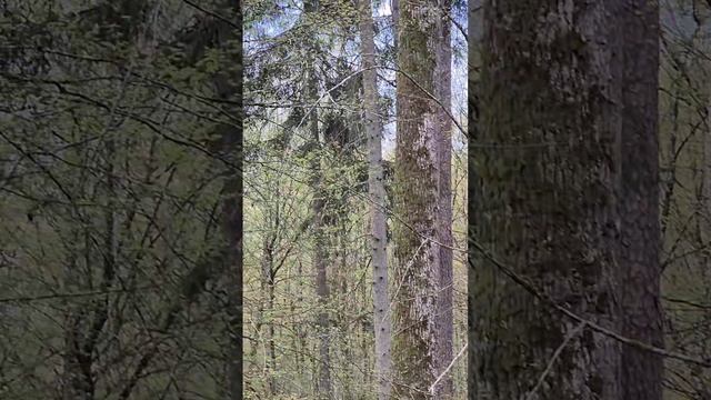 Беловежская Пуща в Белоруссии