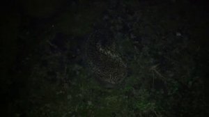 12.03.2018 0:05 Mi erizo se siente bien durante la caminata 51° 2′ 34.77″ N  13° 44′ 33.83″ E