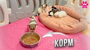Щенки Чихуахуа ПЕРВЫЙ РАЗ в жизни пробуют корм!