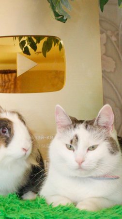 кошка Марфа кушает колбасу